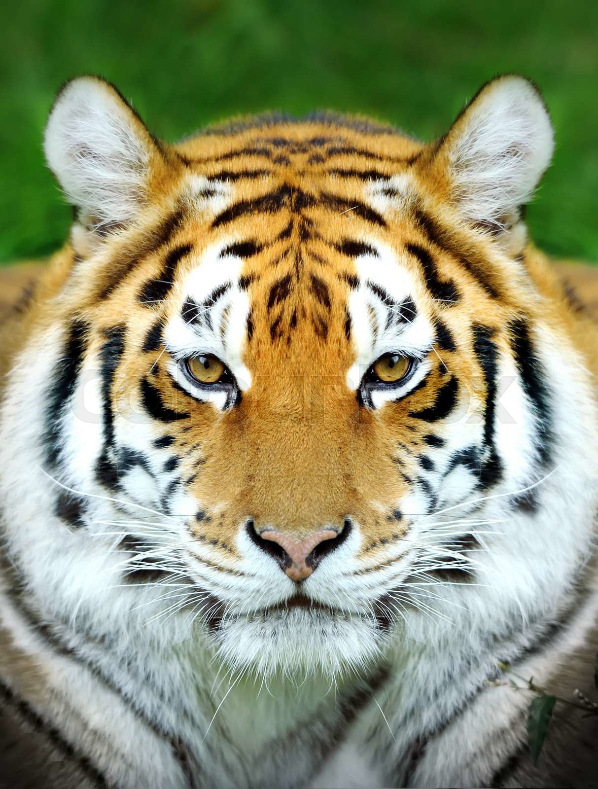 Tiger | Stock image | Colourbox