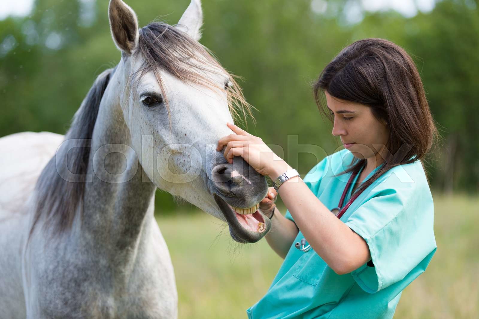 Veterinary on a farm | Stock image | Colourbox