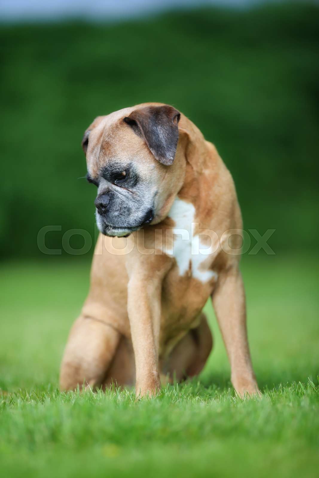 Purebred Boxer dog | Stock image | Colourbox