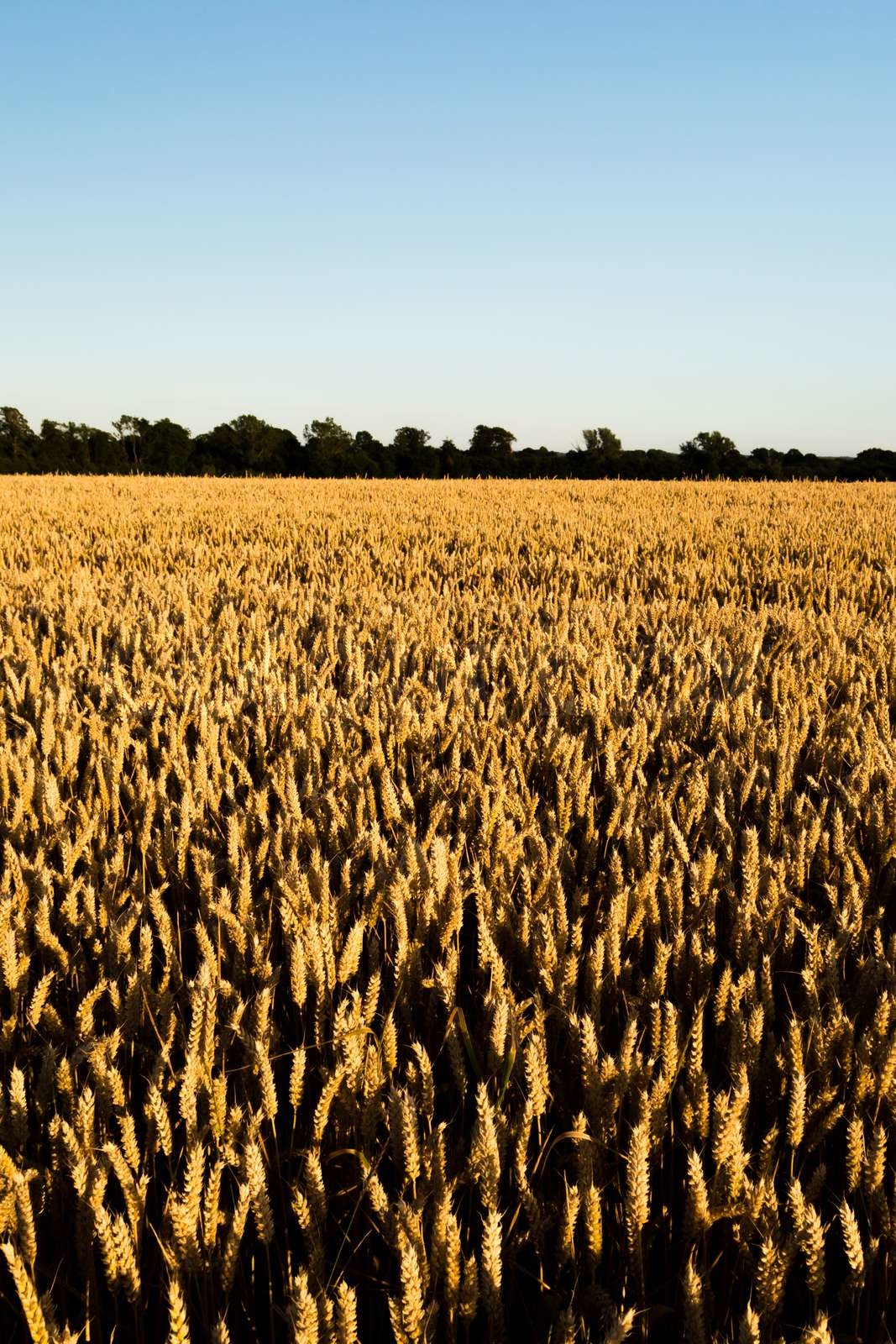 Grain field | Stock image | Colourbox