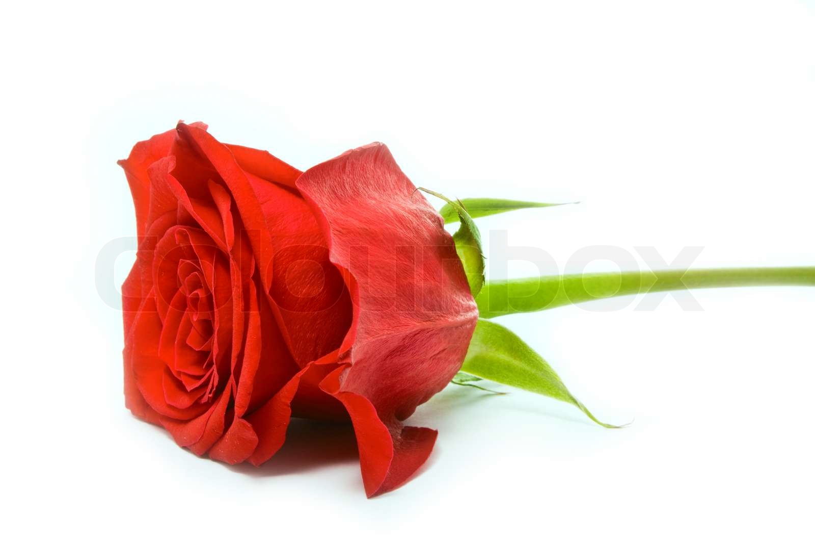 young red rose isolated on white | Stock image | Colourbox