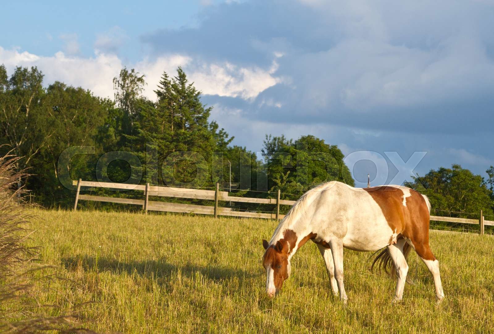 dyr, blåt, danmark | Stock foto | Colourbox