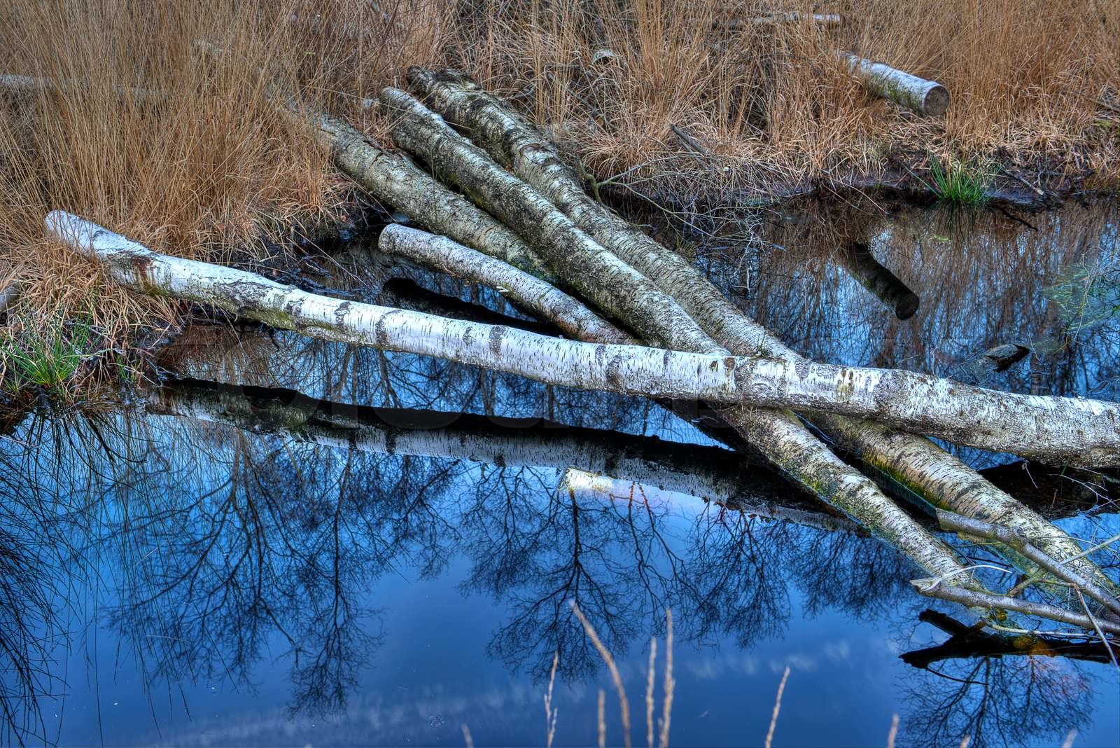 Birch trees in a bog | Stock image | Colourbox