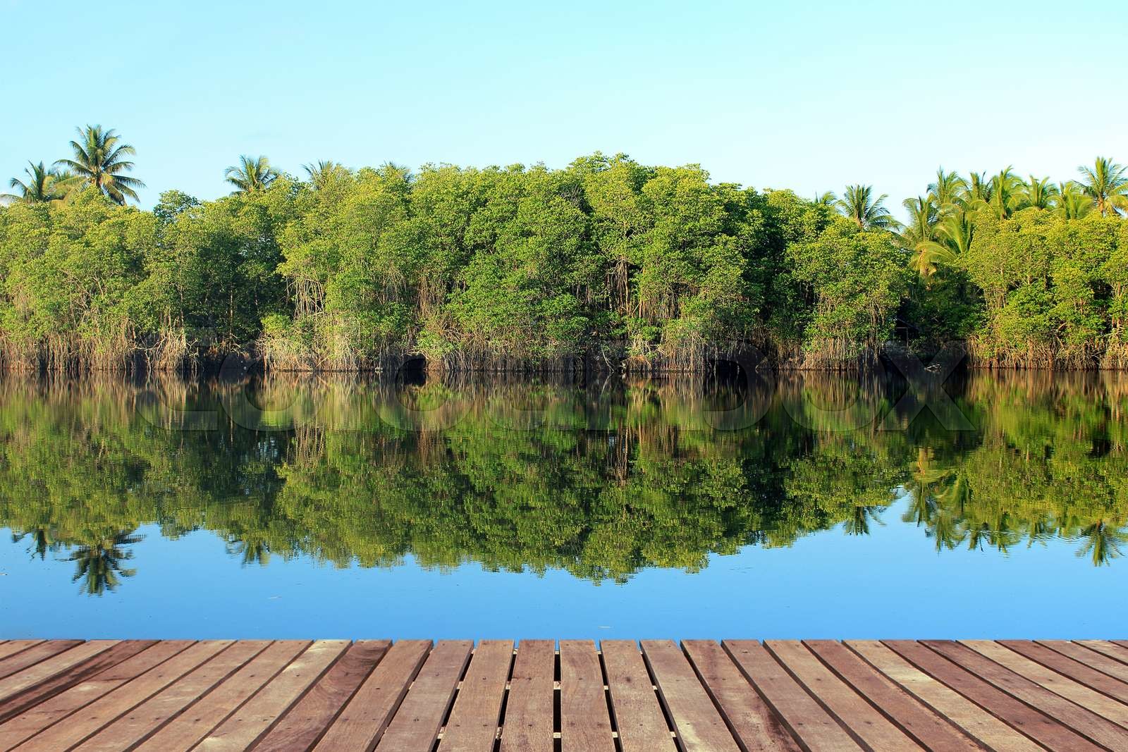 Mangrove forest with wooden floor | Stock image | Colourbox