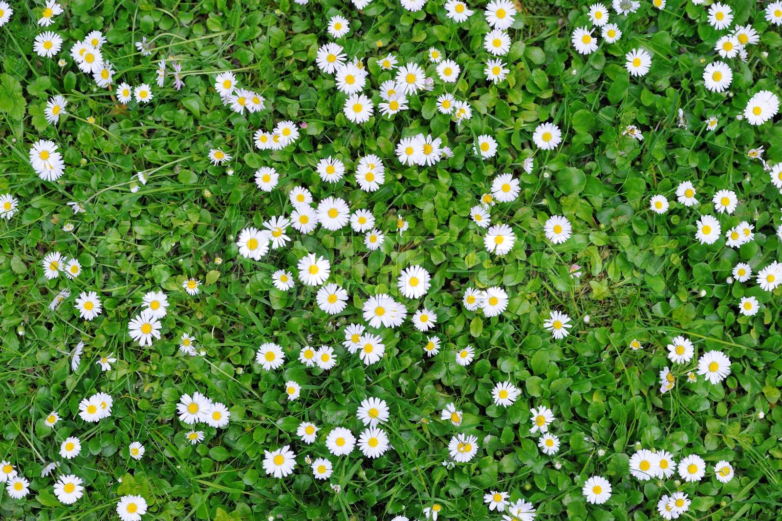 Spring green grass texture with flowers | Stock image | Colourbox