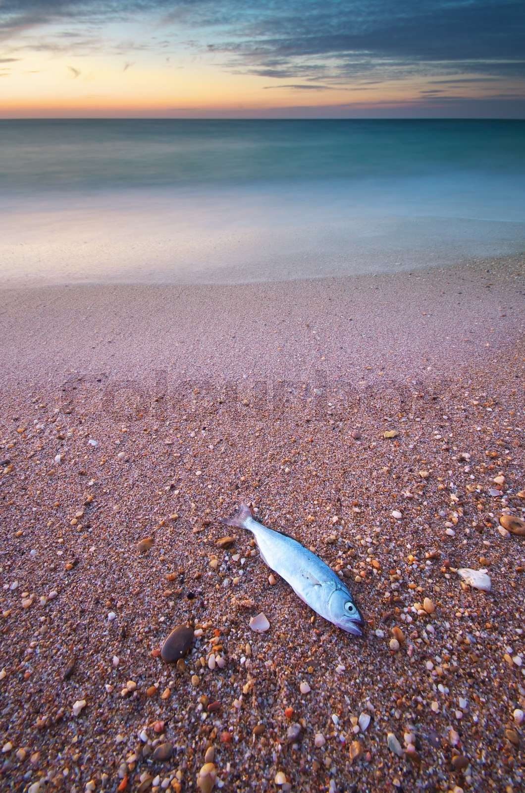 Fish on the seashore. | Stock image | Colourbox