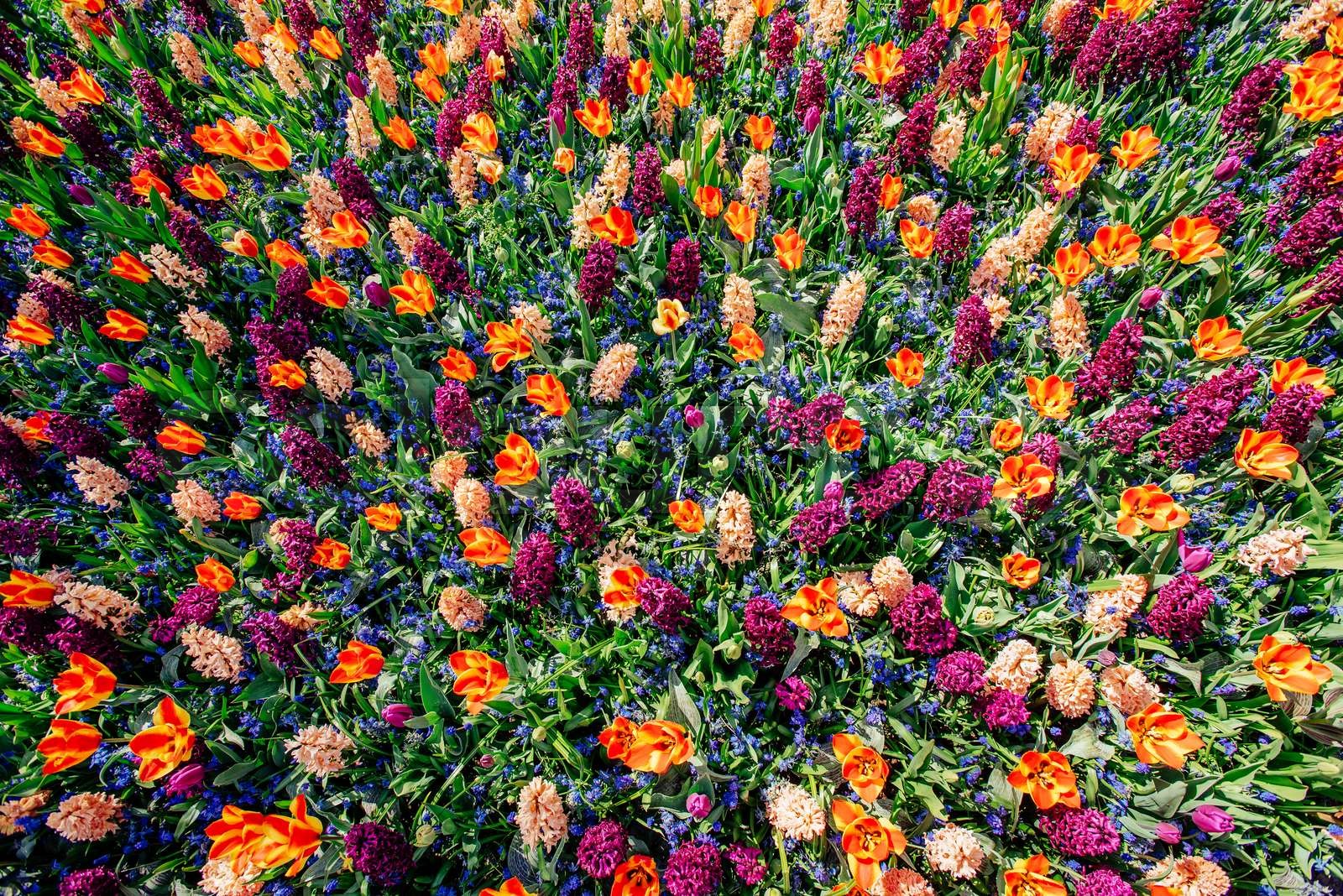 field of wild flowers. | Stock image | Colourbox