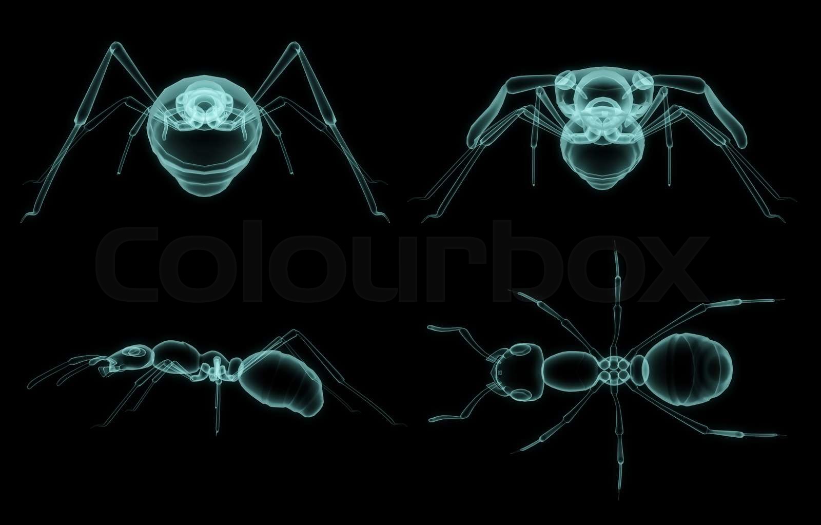 X-ray ant body | Stock image | Colourbox