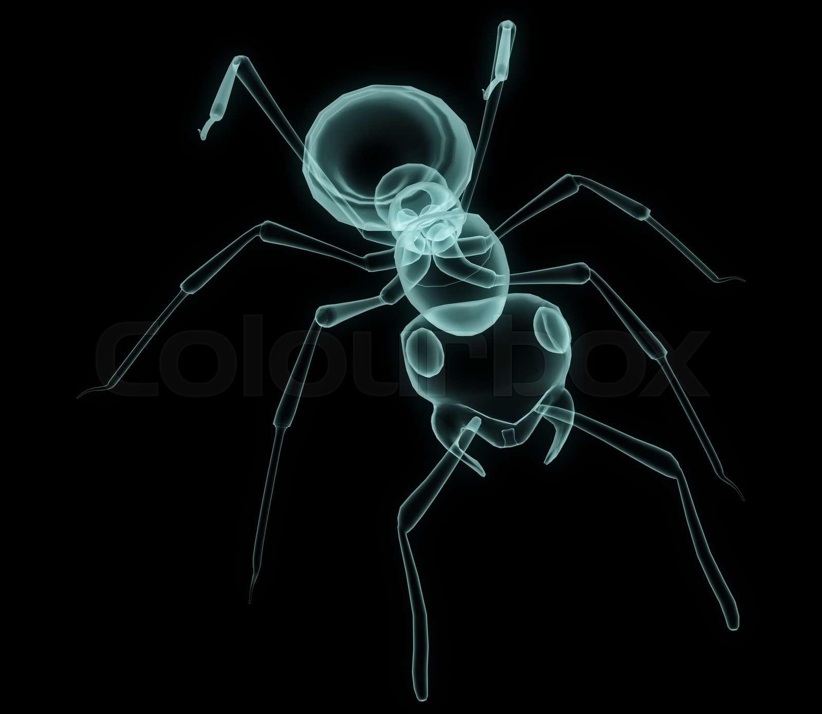 X-ray ant body | Stock image | Colourbox