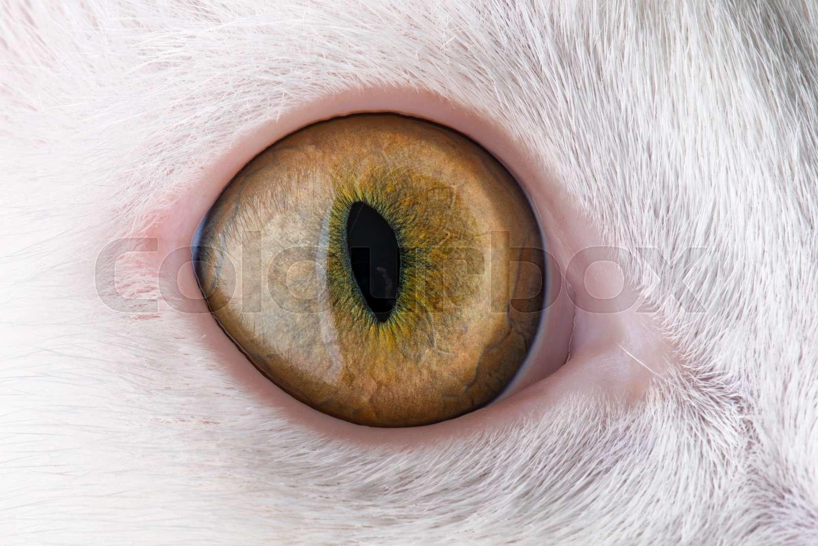 feline eye | Stock image | Colourbox