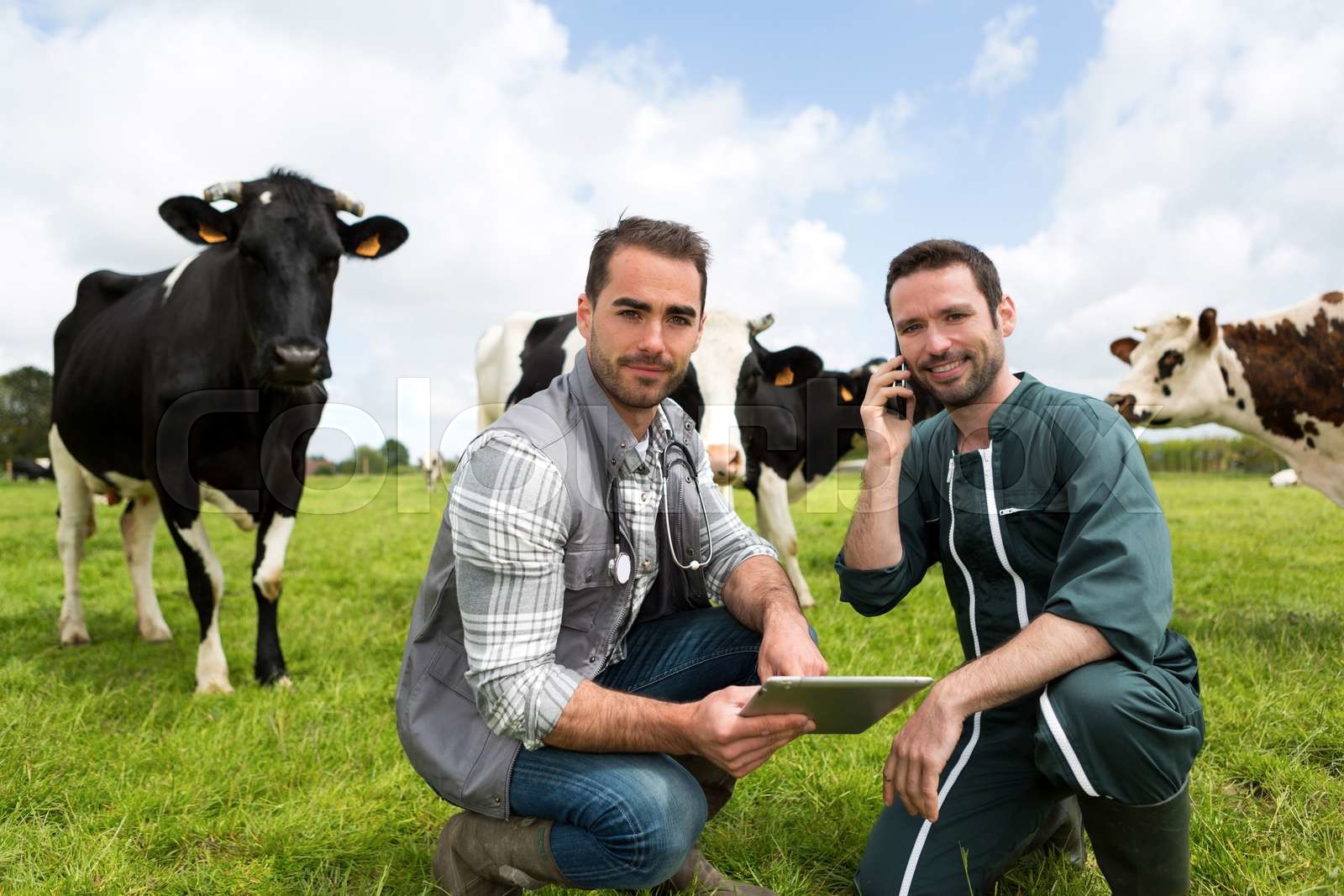 tierarzt, kuh, tierärztlich | Stock Bild | Colourbox