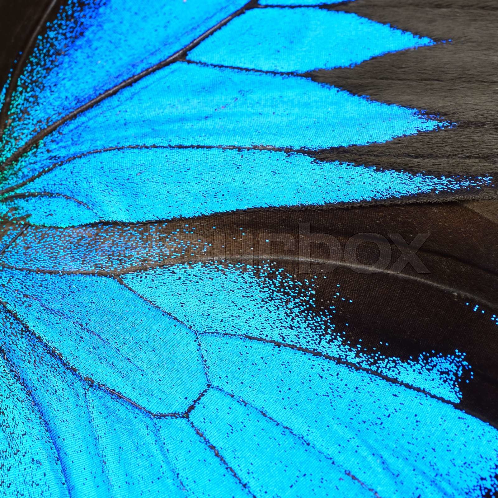 Moth Wing Close Up