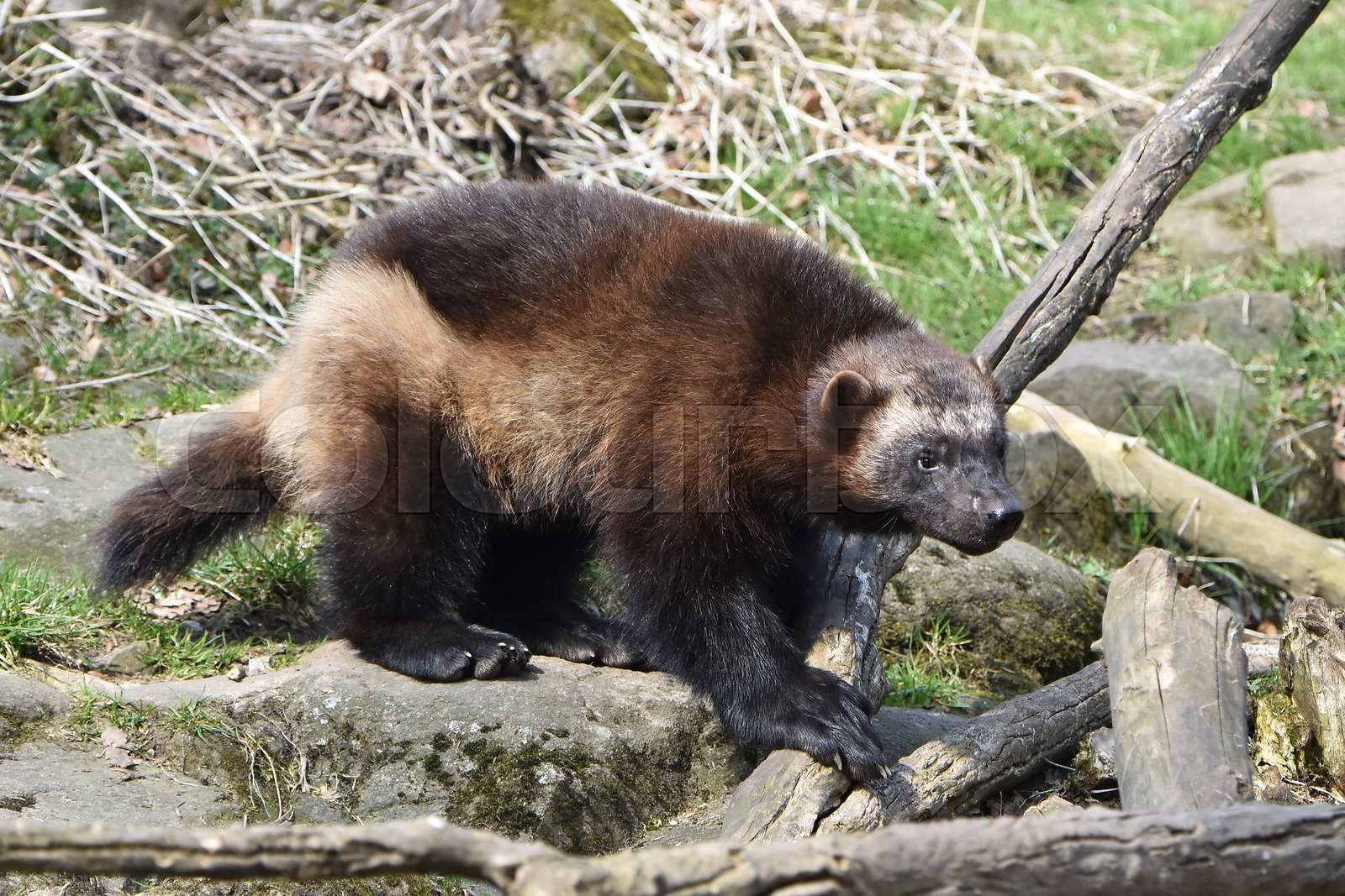 wolverine (gulo gulo) | Stock image | Colourbox