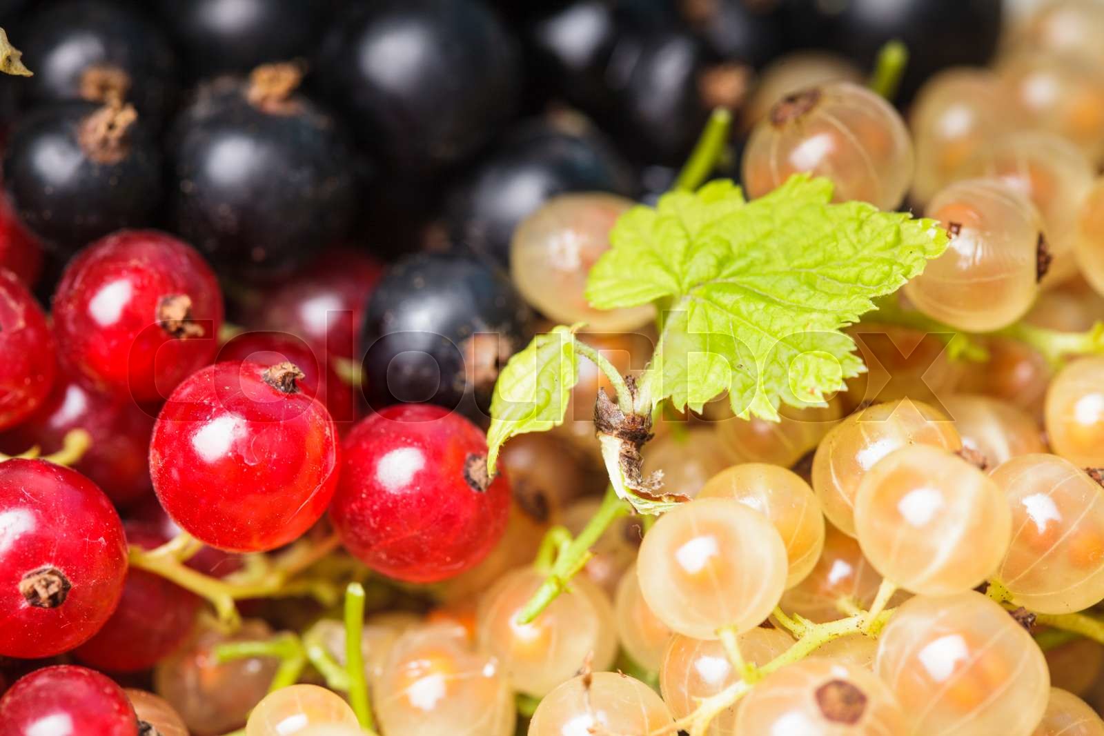 Currants types | Stock image | Colourbox