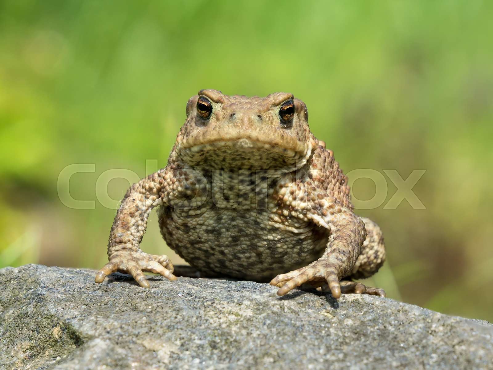 Tudse der sidder og kigger på en sten med ufokuseret baggrund | Stock ...