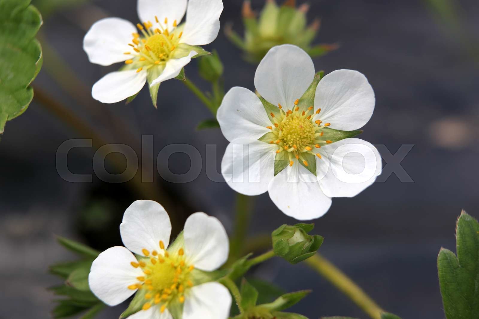 strawberry blossoms | Stock image | Colourbox