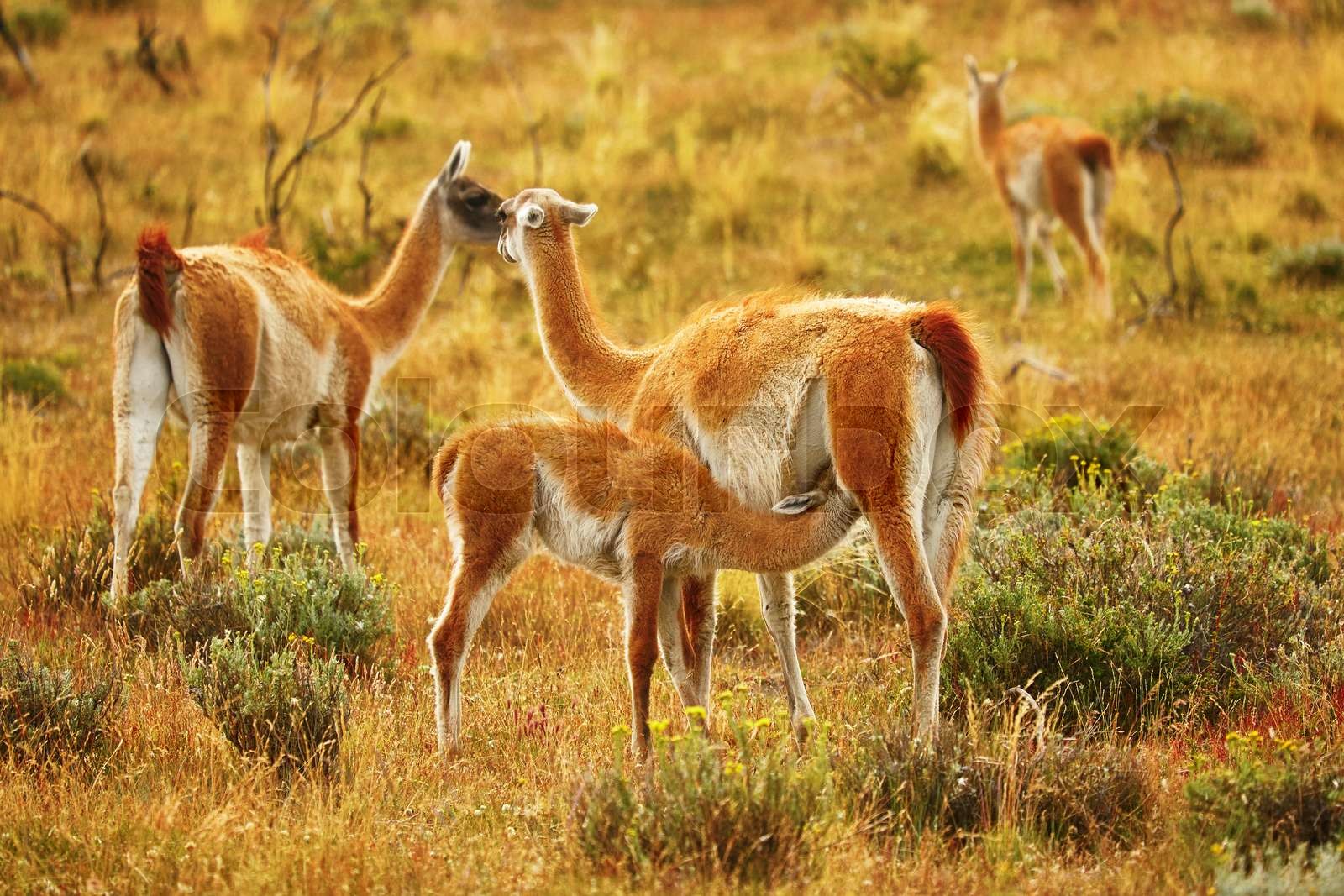 Mother guanaco feeding its baby | Stock image | Colourbox