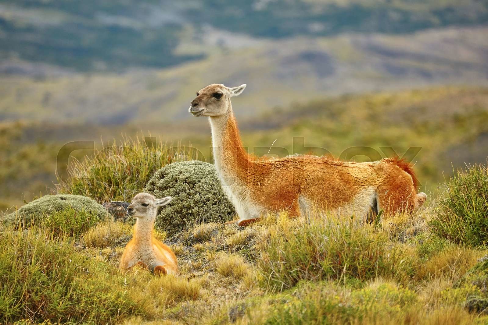 Mother guanaco with its baby | Stock image | Colourbox