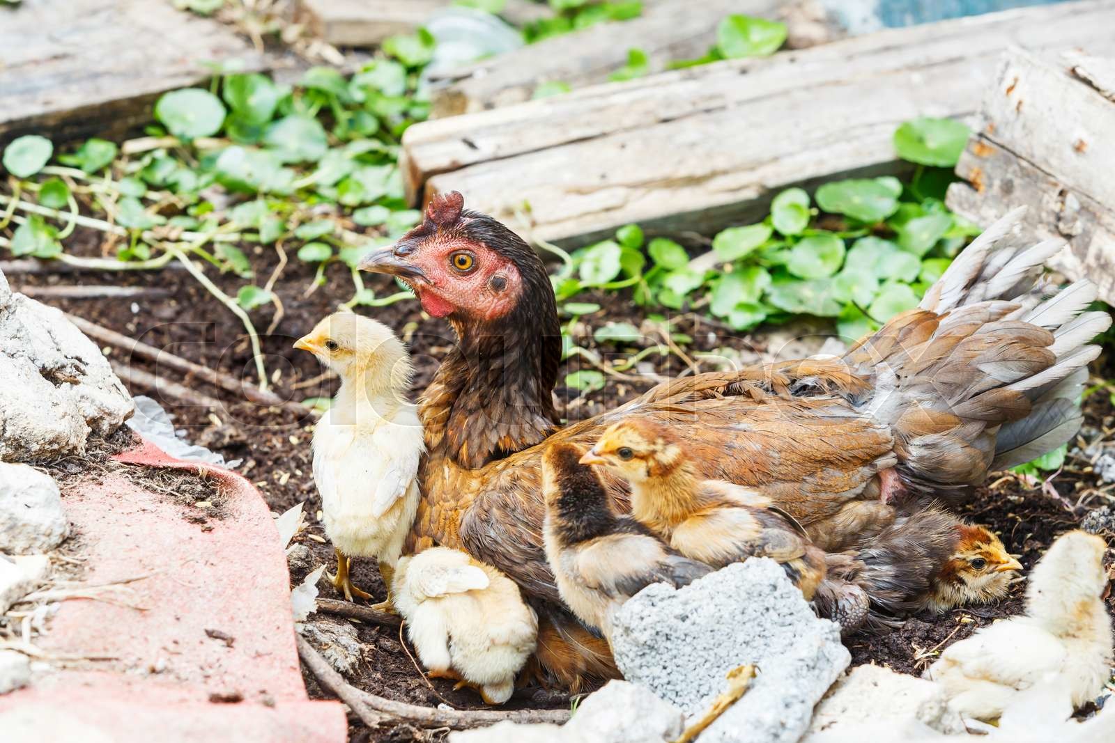 Thai native chicken | Stock image | Colourbox