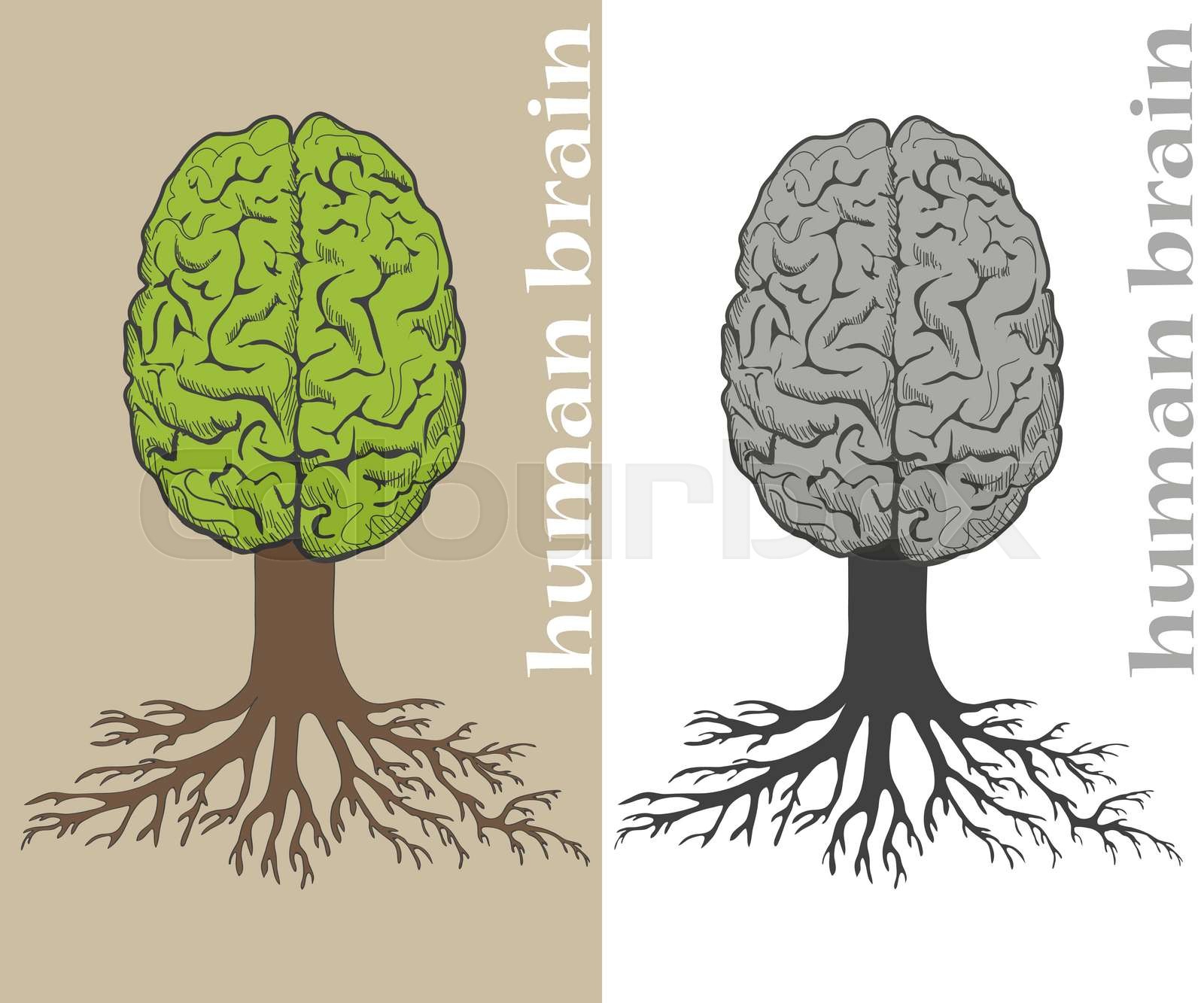tree formed in cortex of the human brain | Stock vector | Colourbox