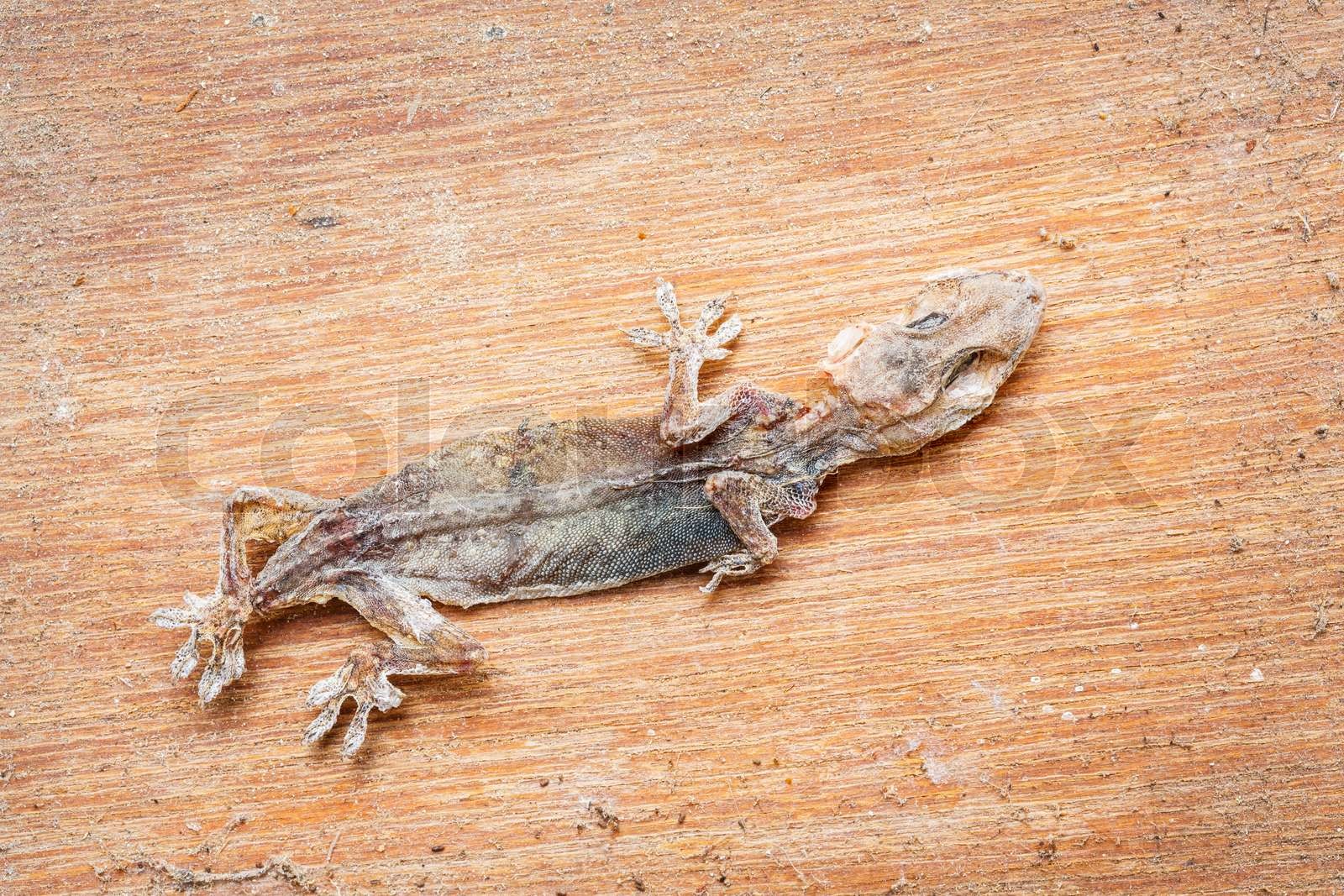 Dead lizard | Stock image | Colourbox
