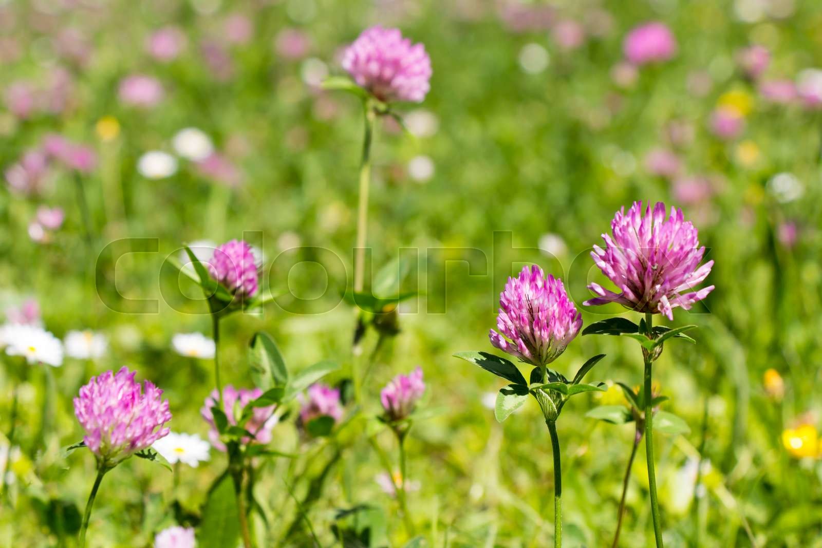 Flower clovers | Stock image | Colourbox