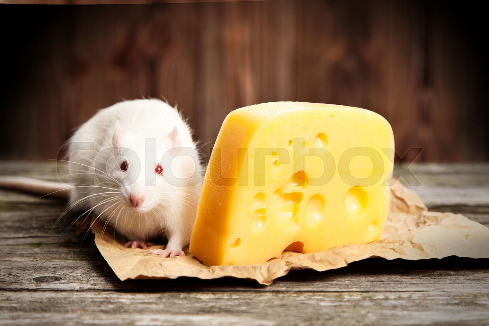 White Mouse Eating Cheese