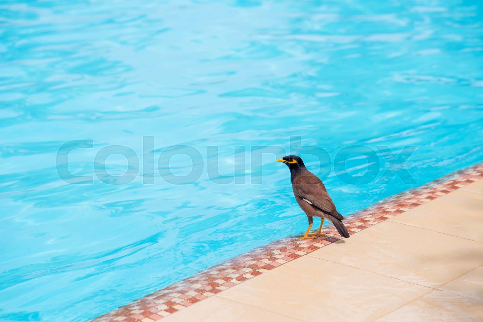 Indian Myna bird on the swimming pool | Stock image | Colourbox