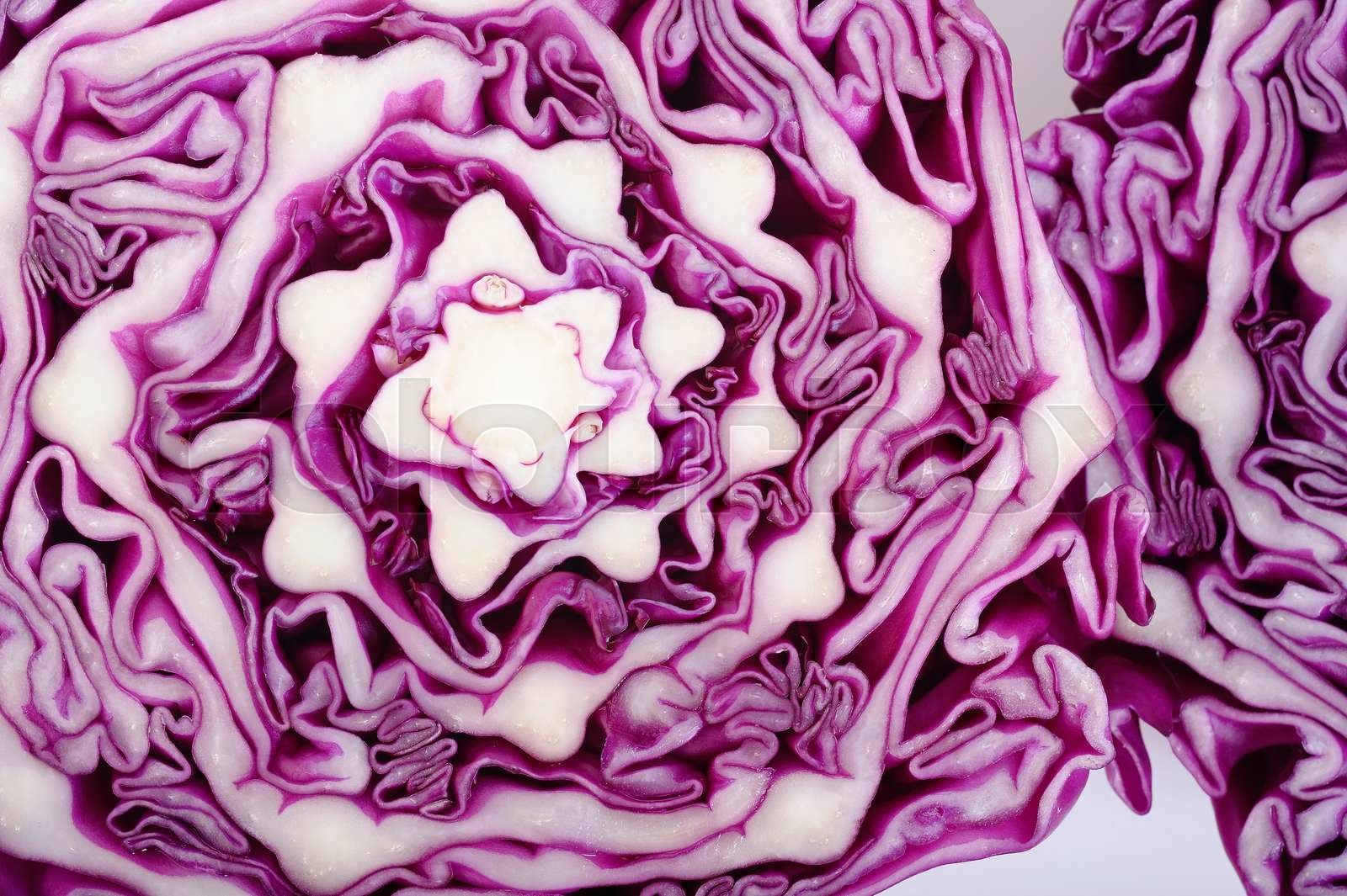 Red Cabbage cross section | Stock image | Colourbox