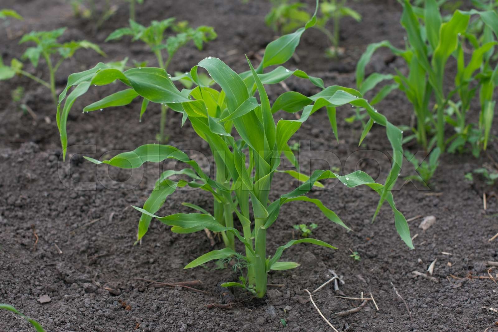 young corn seedling | Stock image | Colourbox