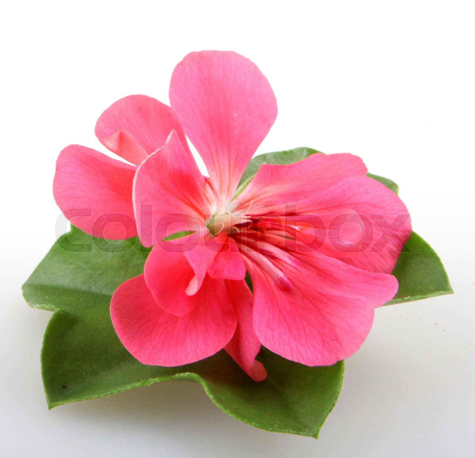 Geranium Pelargonium | Stock image | Colourbox