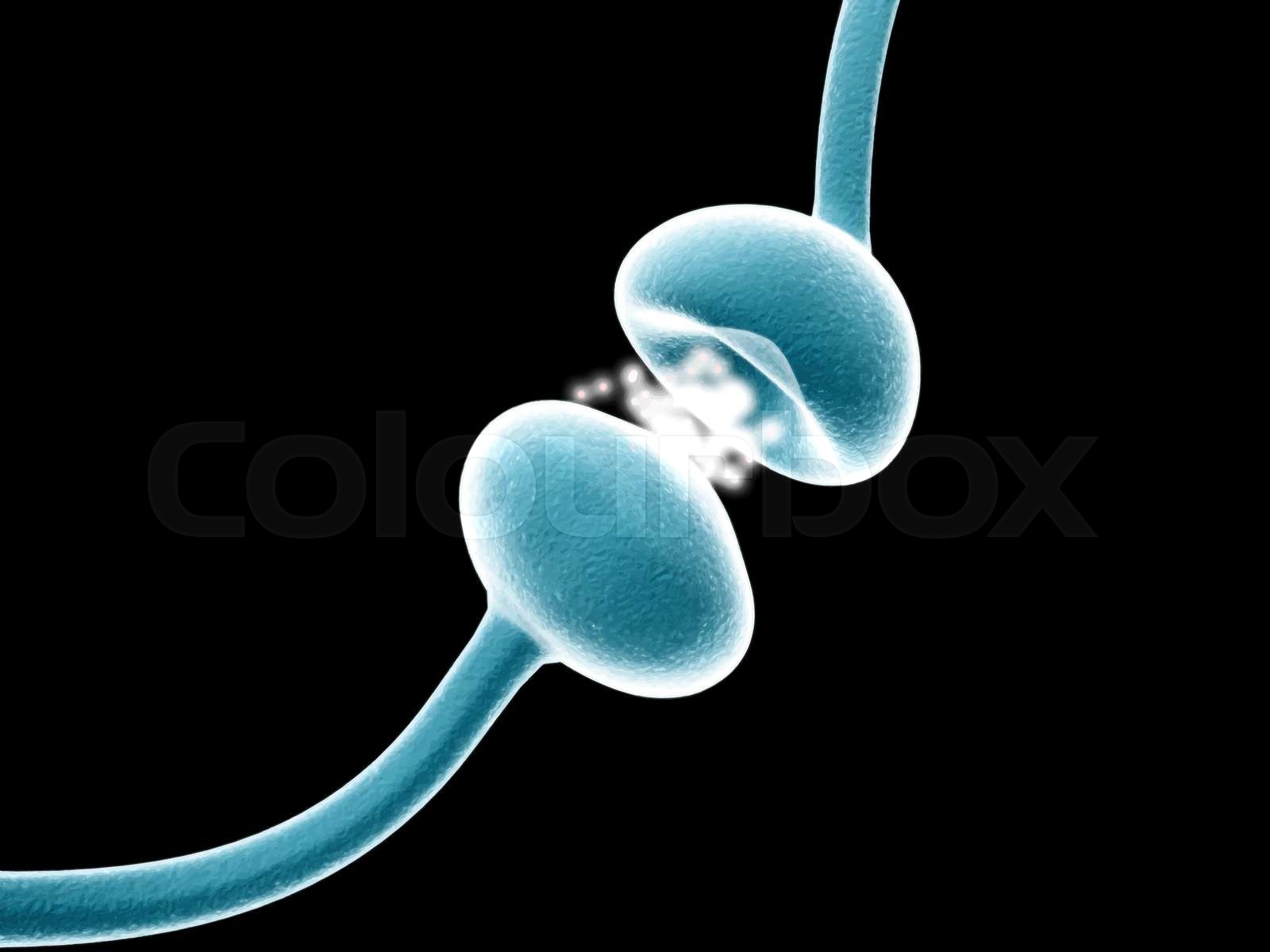 Anatomy of a typical human neuron Vector 2 | Stock vector | Colourbox