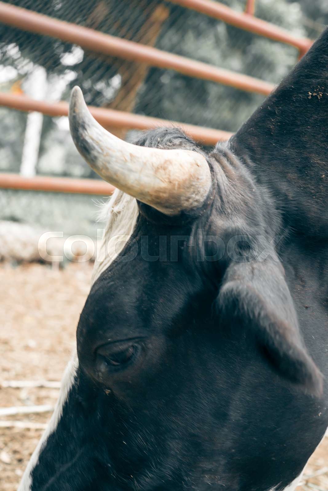Horns of cow for agriculture | Stock image | Colourbox