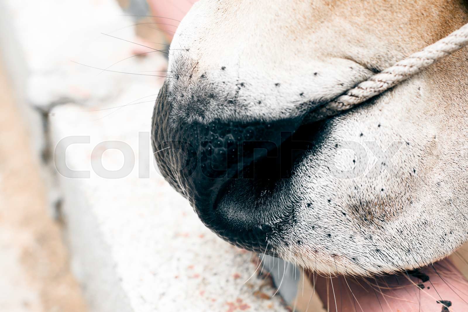 Nose of cow in the farm | Stock image | Colourbox