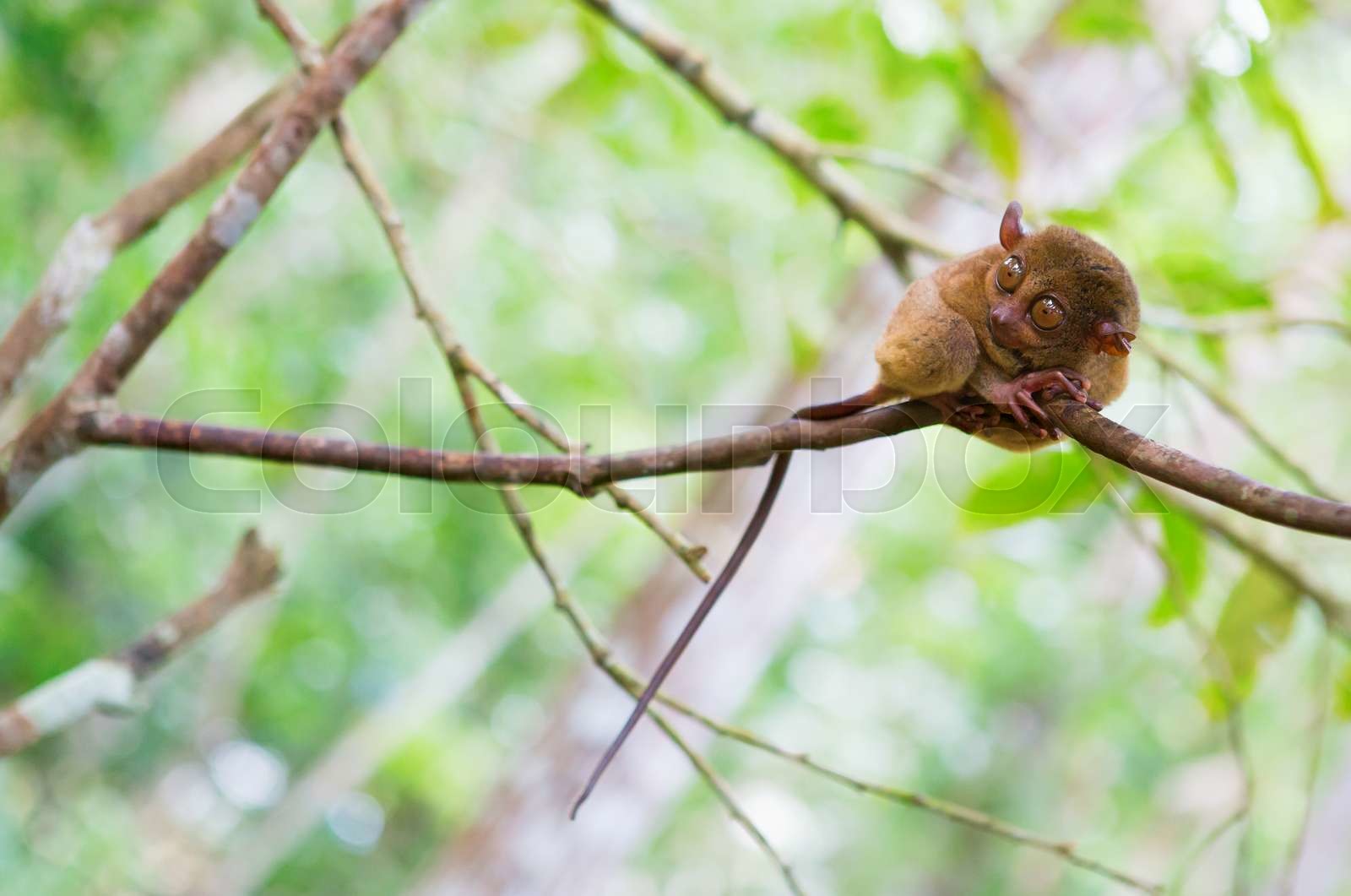 Tarsier Monkey Tail