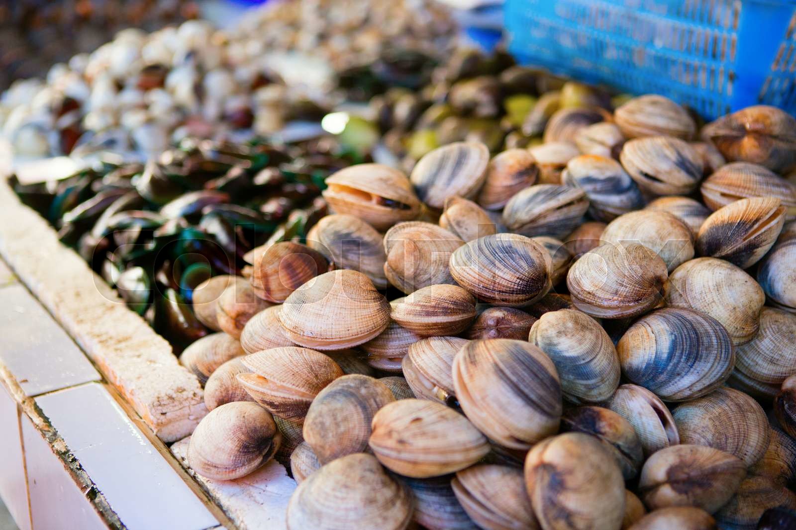 Fresh clams on a fish market | Stock image | Colourbox