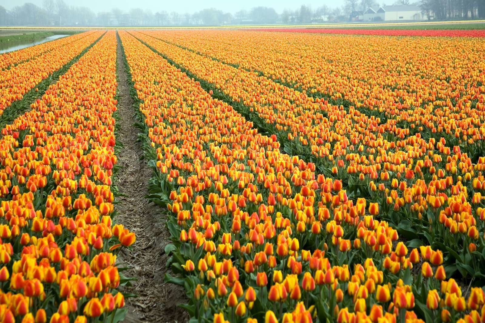 netherlands, field, holland | Stock image | Colourbox