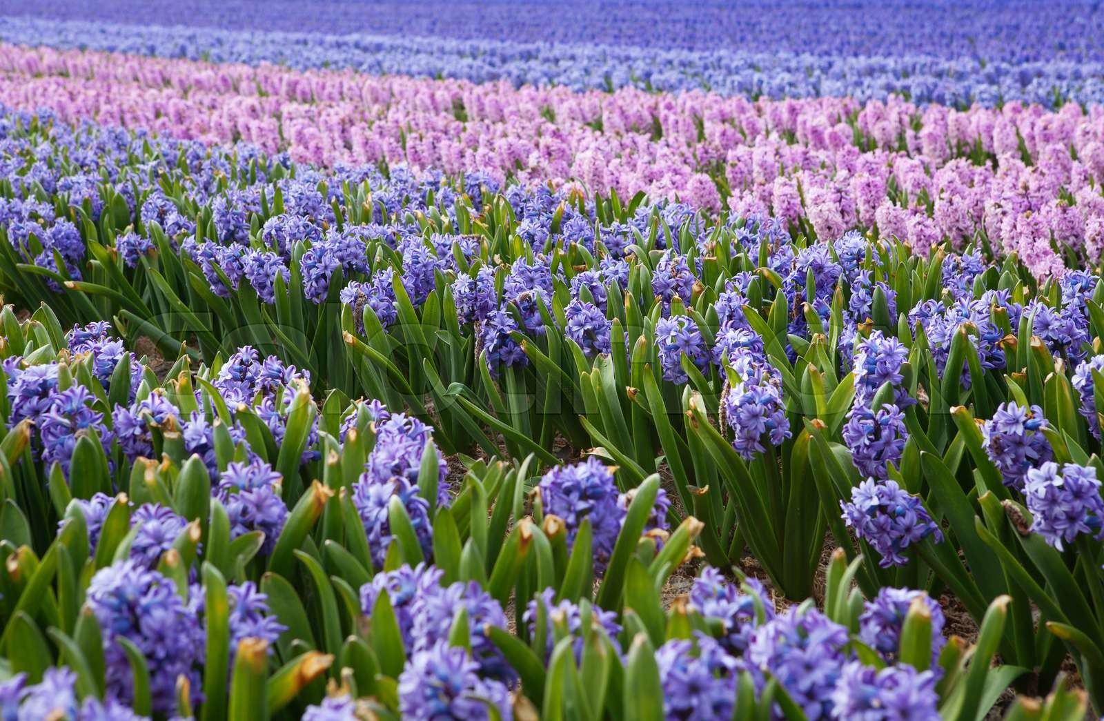 Beautiful hyacinth fields in Holland | Stock image | Colourbox