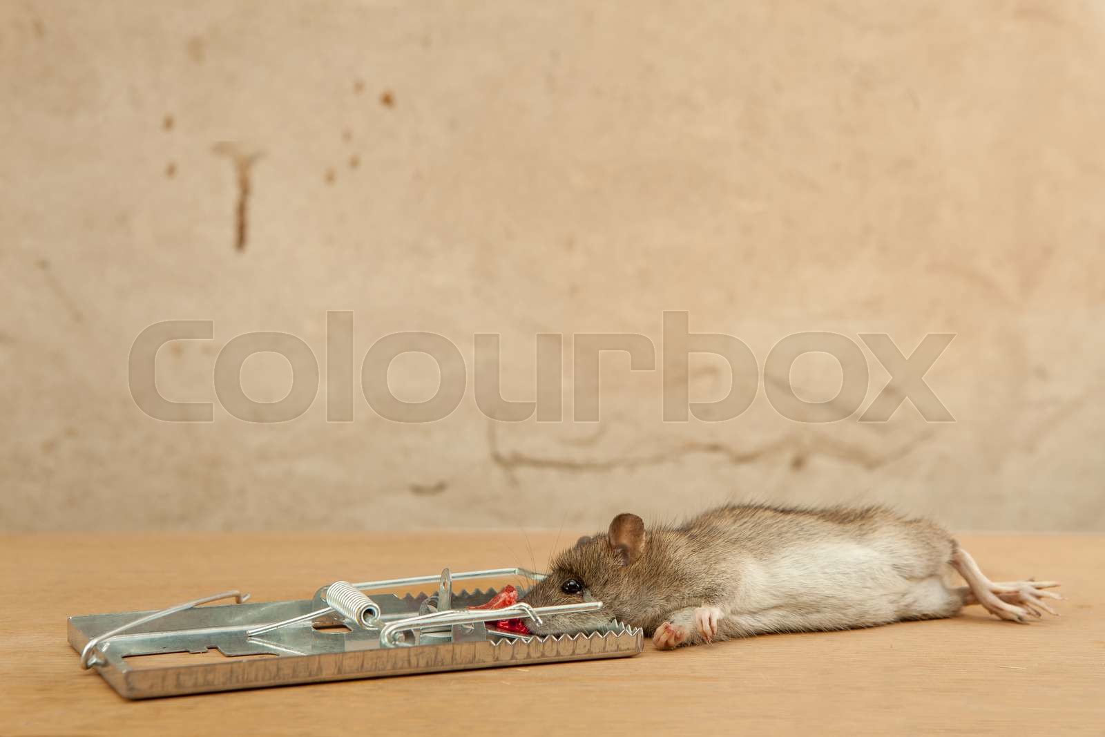 brun, rotte, pattedyr | Stock foto | Colourbox