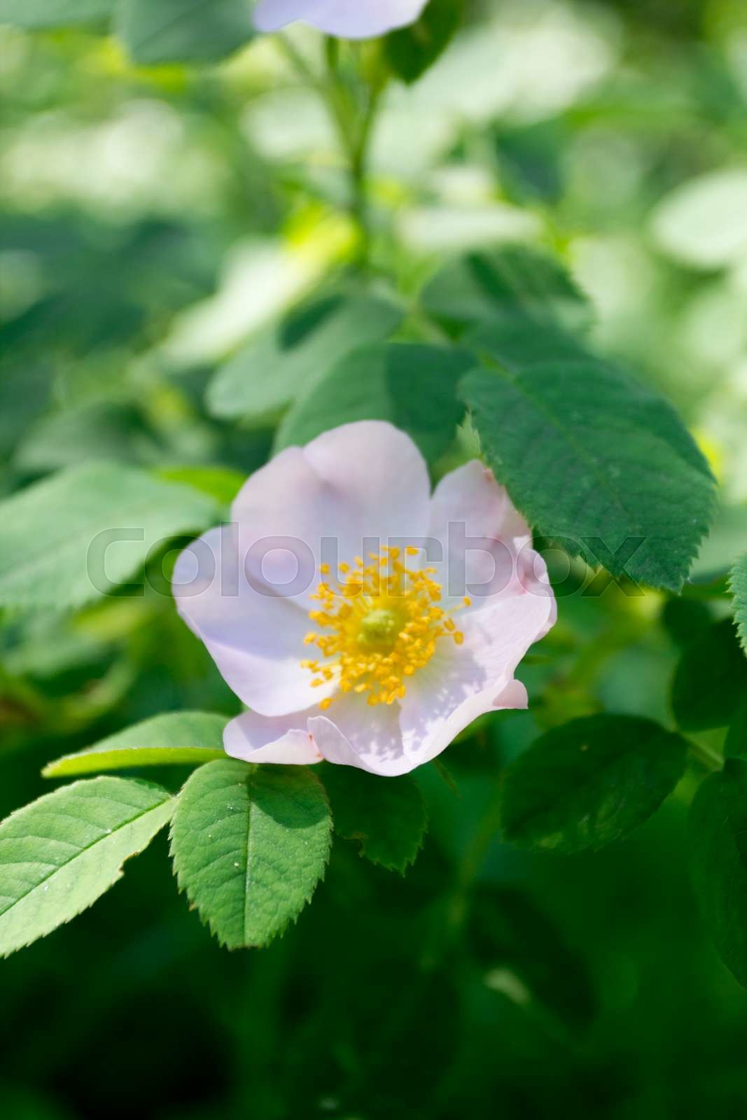 aroma, gruppe, weiß | Stock Bild | Colourbox