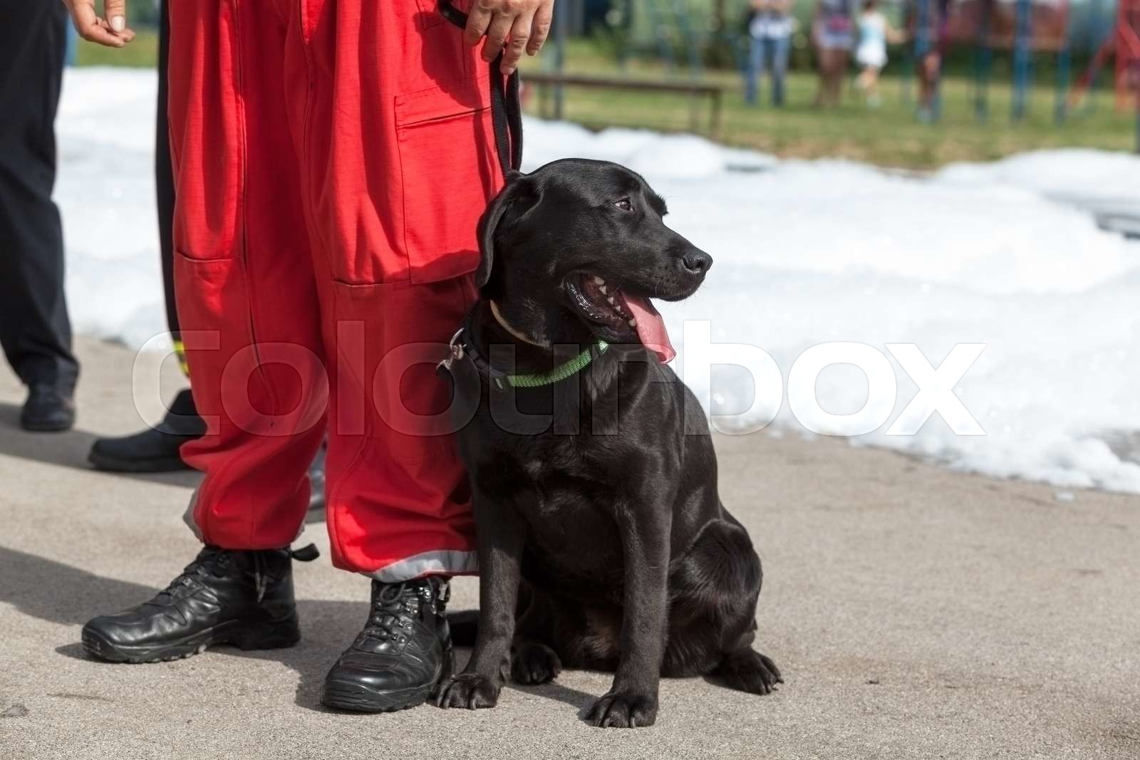 Search and rescue dog. Labrador Retriever. | Stock image | Colourbox