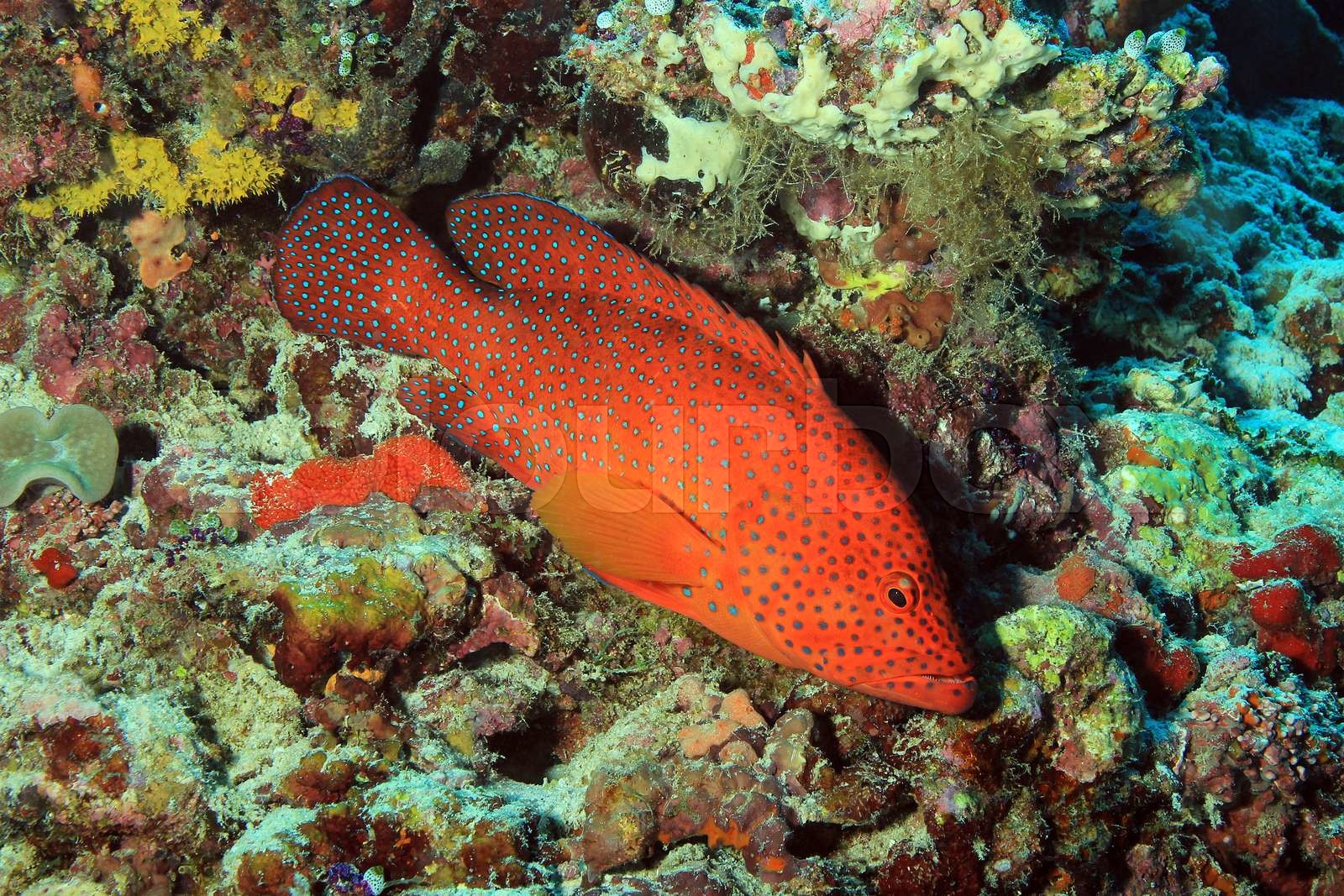 Coral Grouper | Stock image | Colourbox
