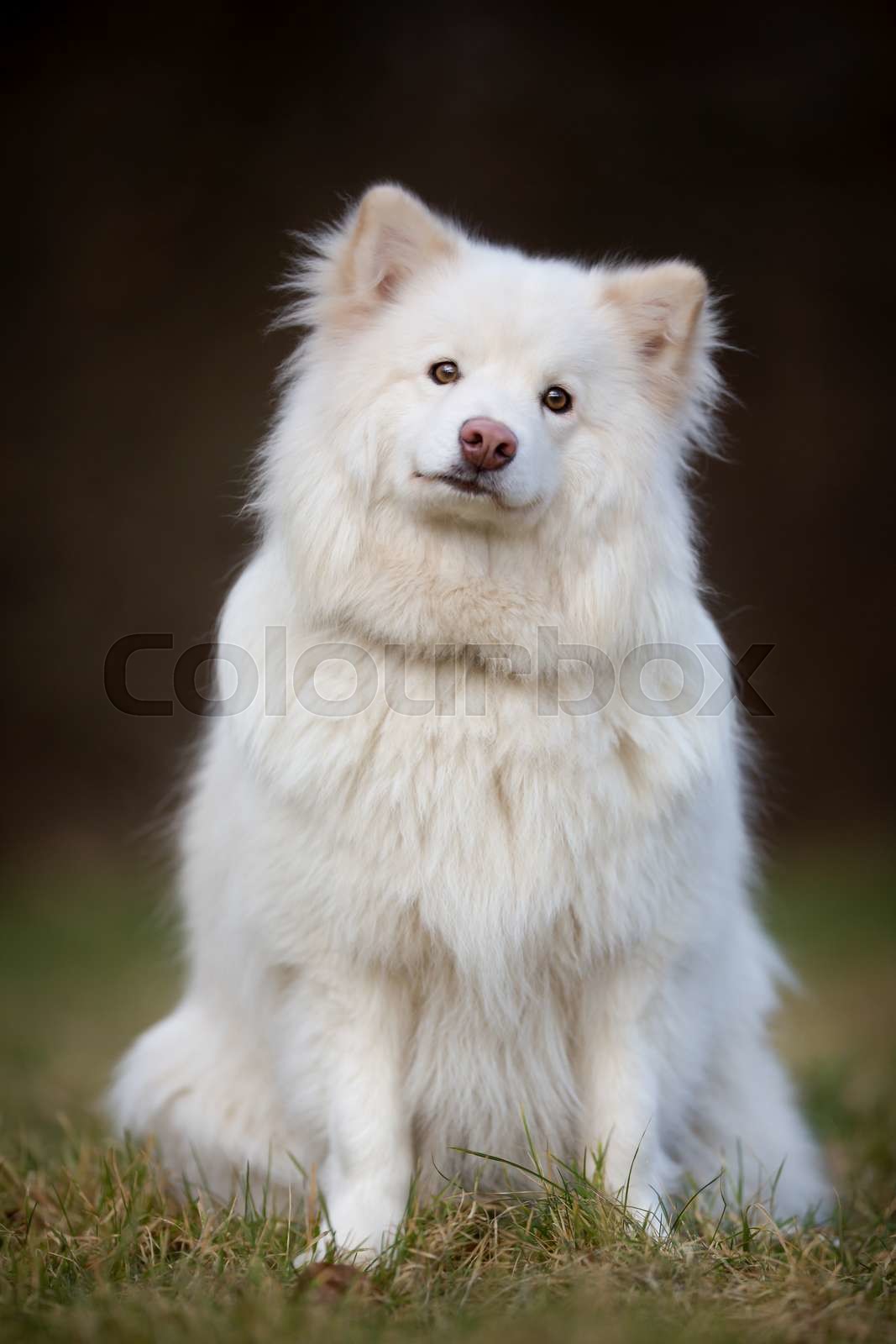Purebred dog | Stock image | Colourbox