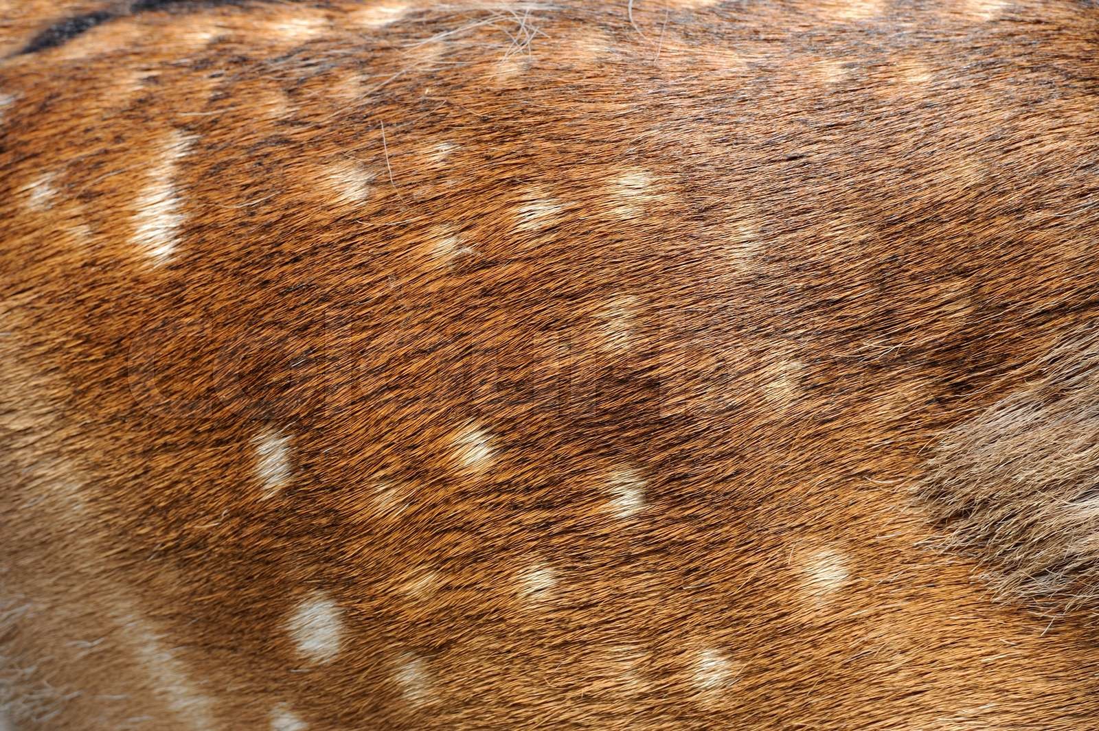 Texture deer fur | Stock image | Colourbox
