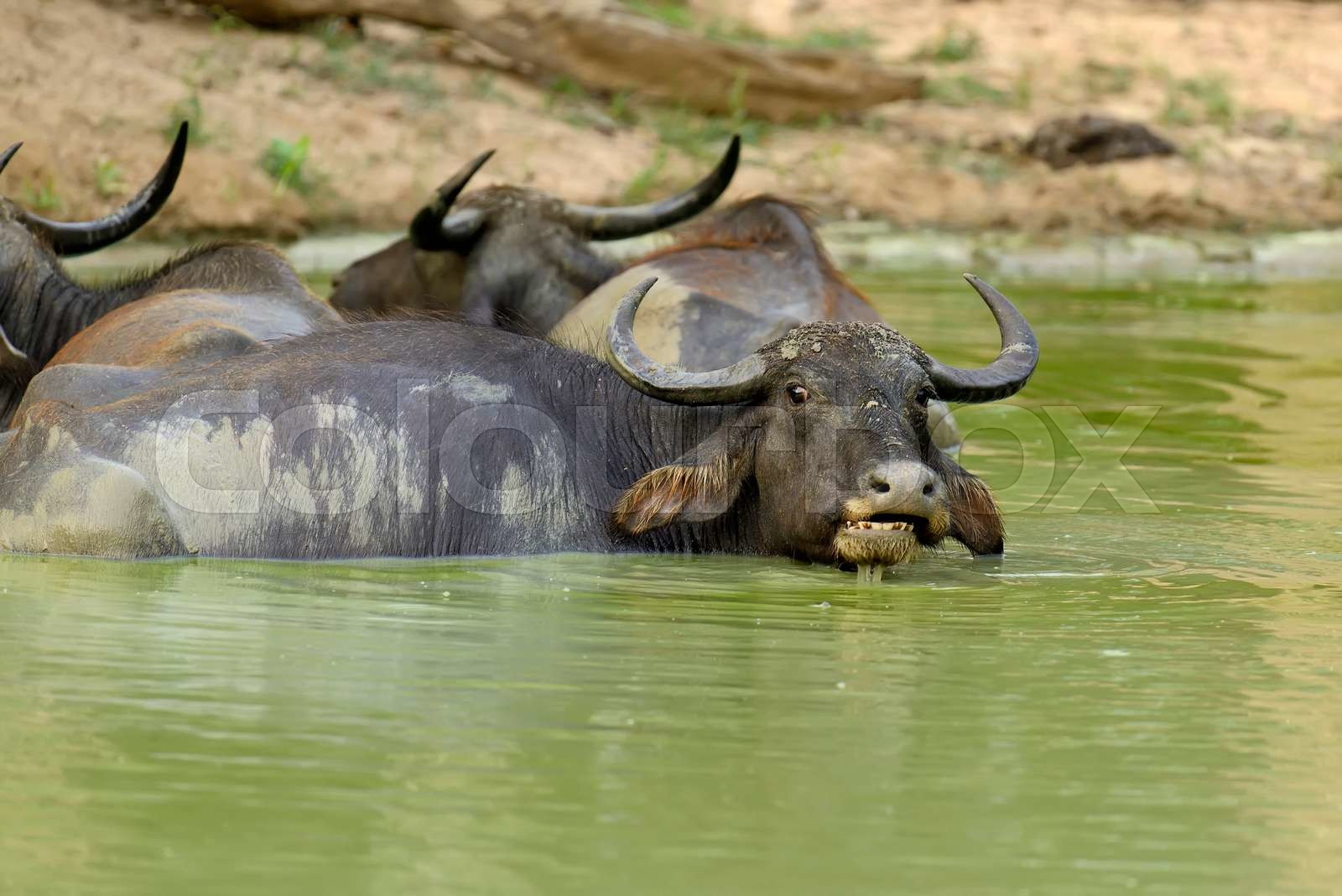 Water buffalo are bathing in a lake | Stock image | Colourbox