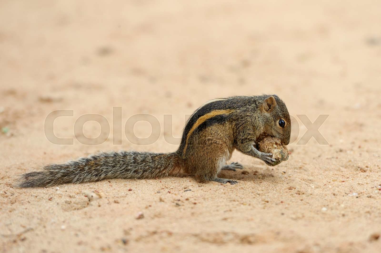 Wild chipmunk | Stock image | Colourbox
