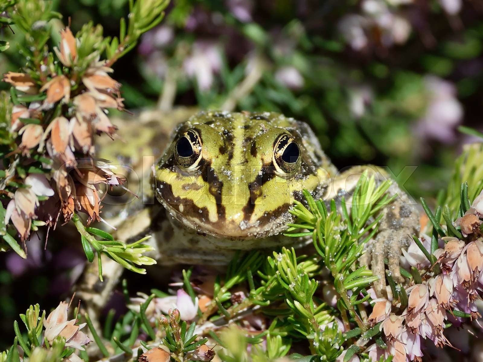 Edible frog (Pelophylax kl. esculentus) | Stock image | Colourbox