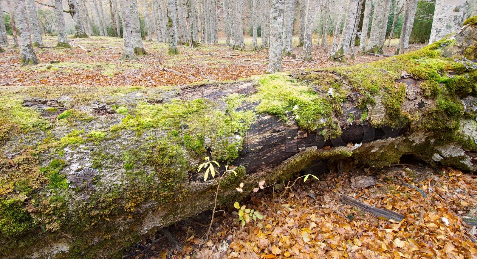 fallen trunk | Stock image | Colourbox