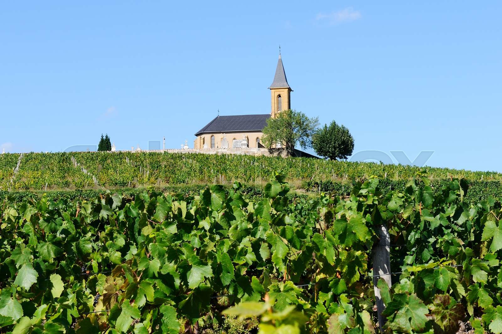 French country and vineyards | Stock image | Colourbox