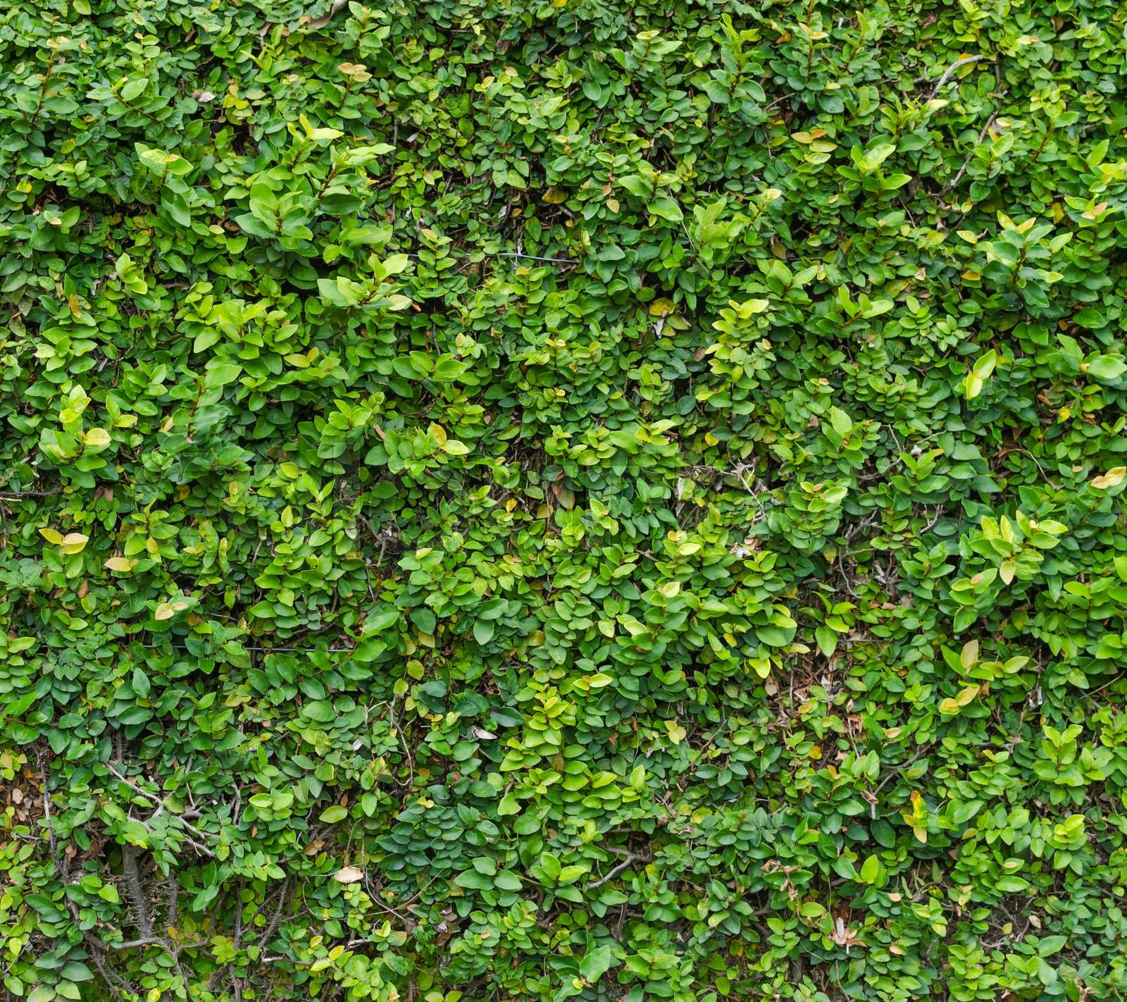 Green Bush. Seamless Tileable Texture | Stock image | Colourbox